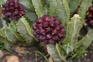 Caralluma Fimbriata - Nutrício Serviços de Assessoria e Consultoria ...